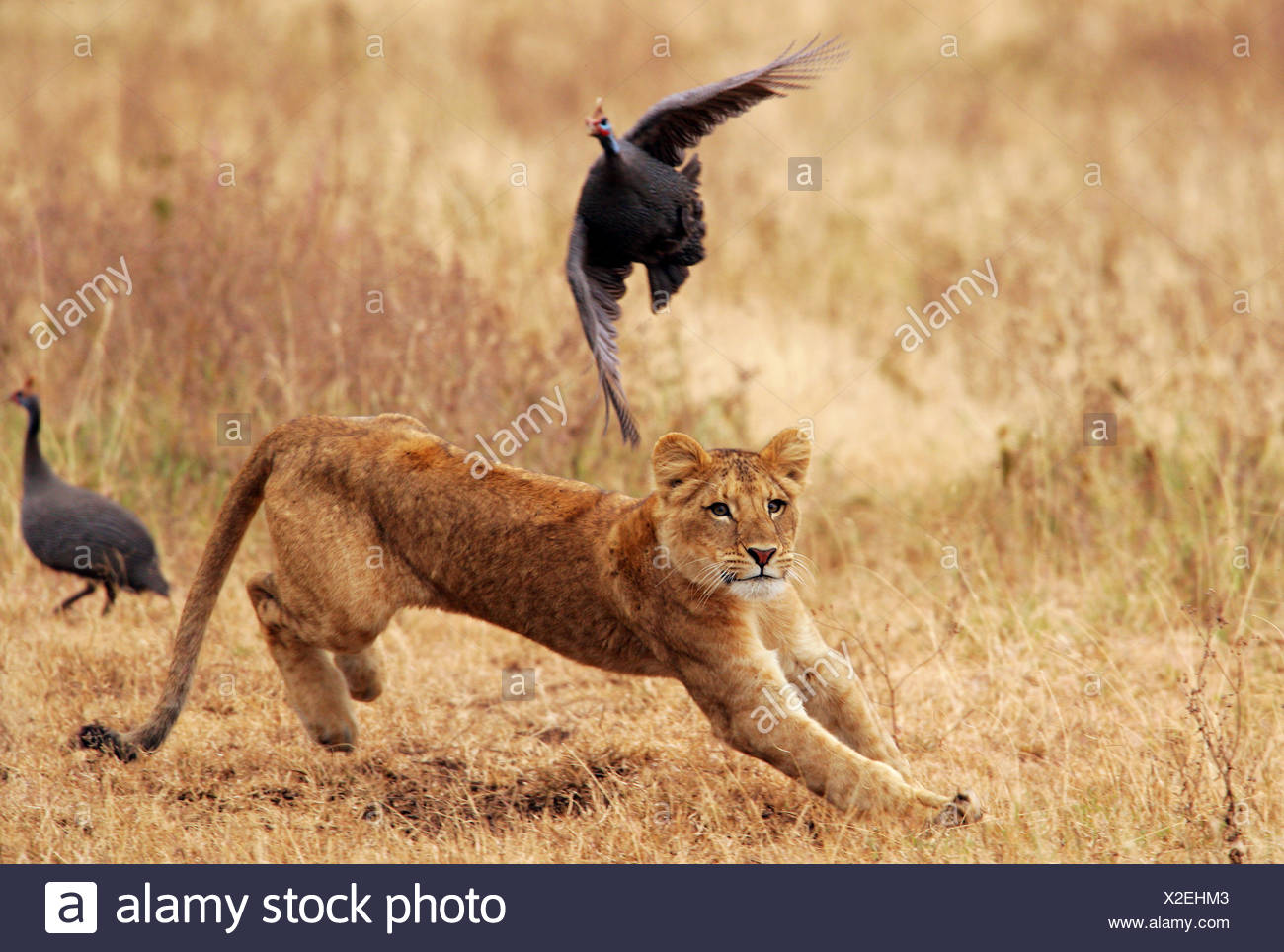Lion Cub Hunting High Resolution Stock Photography and Images - Alamy