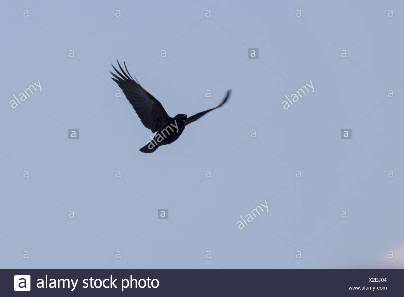 Pinion Feather High Resolution Stock Photography and Images - Alamy