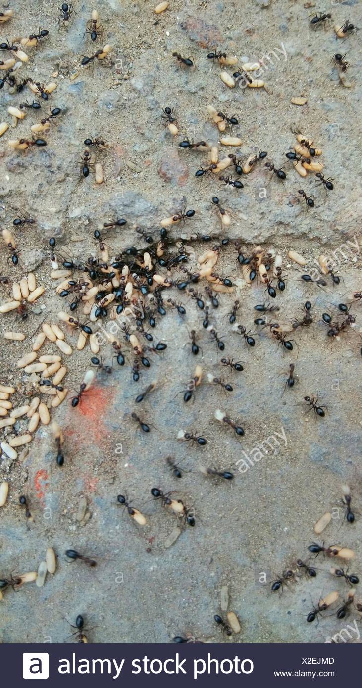 Ant On Rock Stock Photos & Ant On Rock Stock Images - Alamy