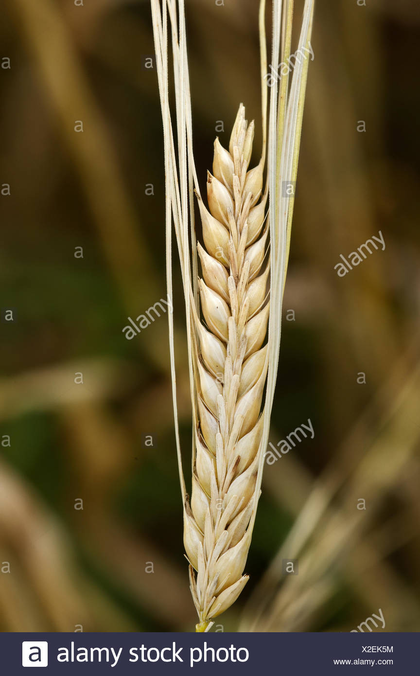 2 Row Barley High Resolution Stock Photography and Images - Alamy