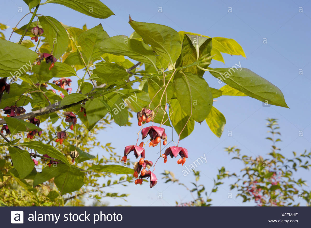 Dingle Dangle Tree Euonymus Planipes Stock Photos & Dingle Dangle Tree ...