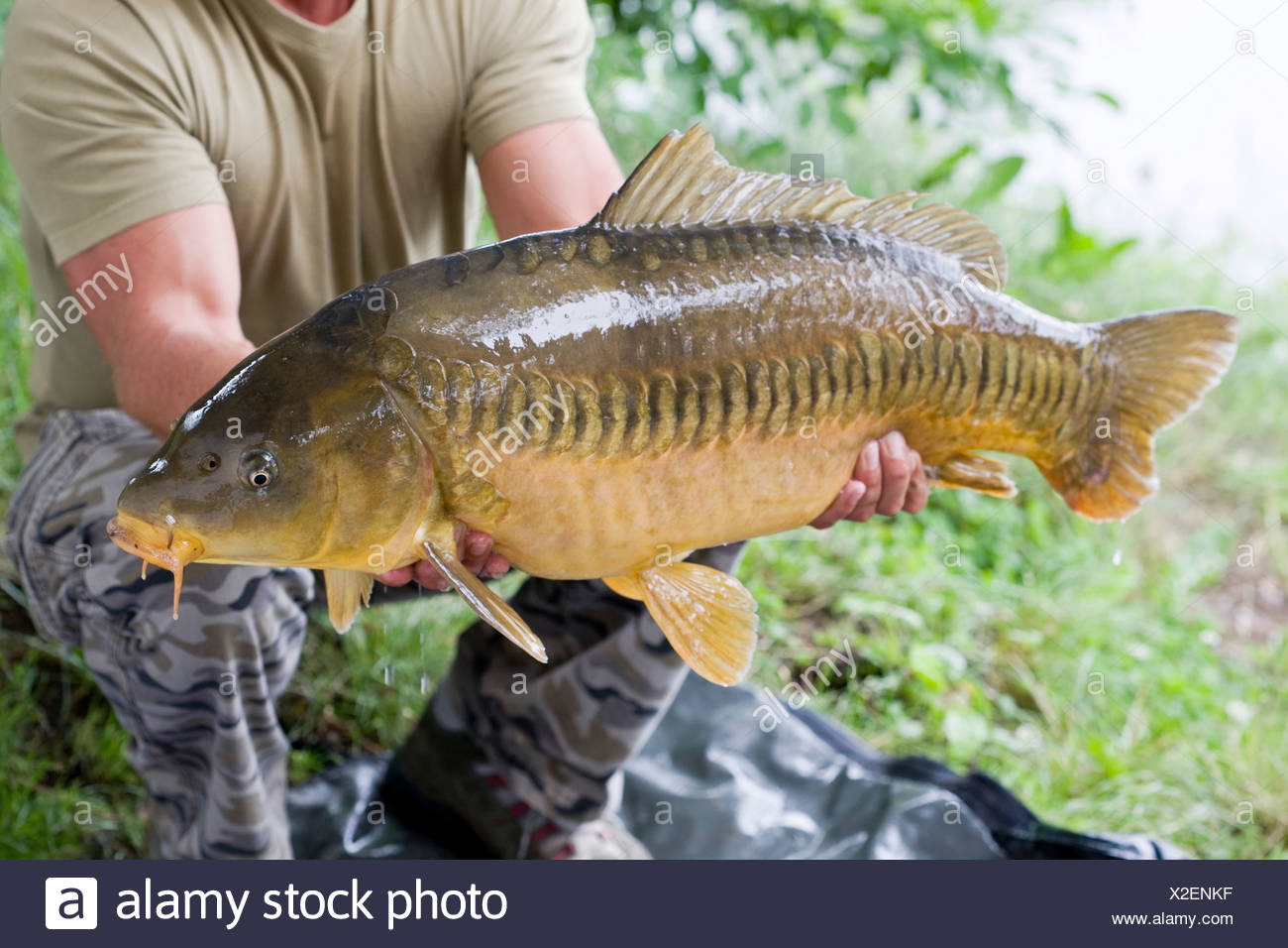 Mirror Carp High Resolution Stock Photography and Images - Alamy
