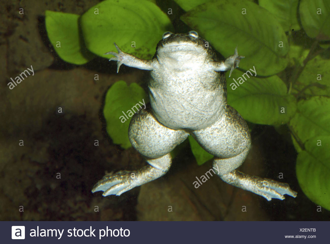Xenopus Laevis Frog