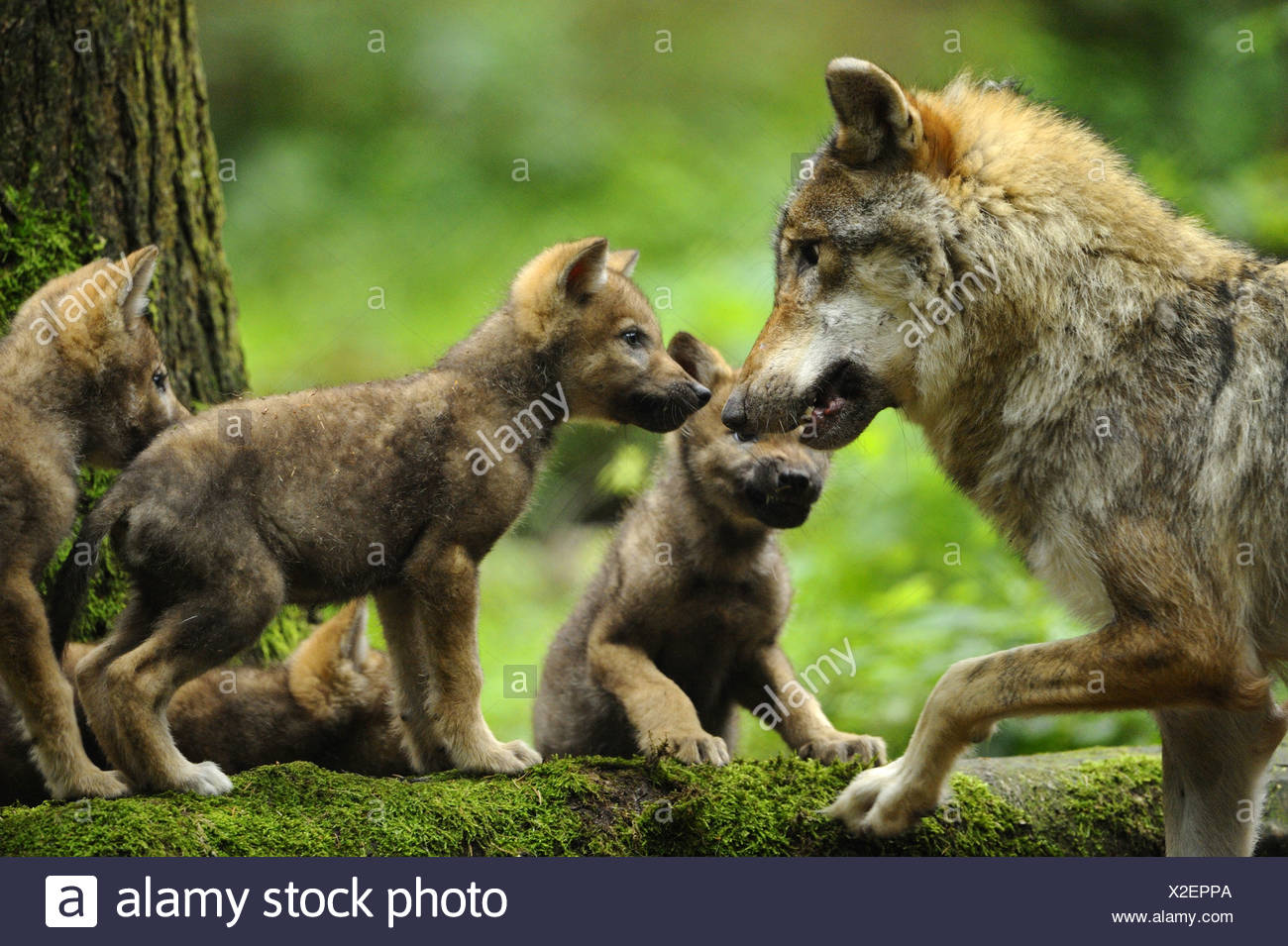 The She Wolf High Resolution Stock Photography and Images - Alamy