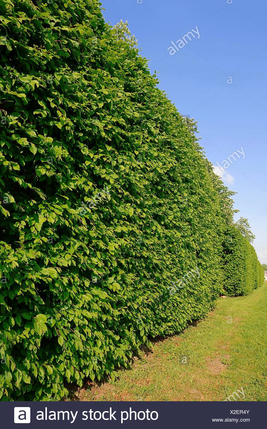 Deciduous Hedge High Resolution Stock Photography and Images - Alamy