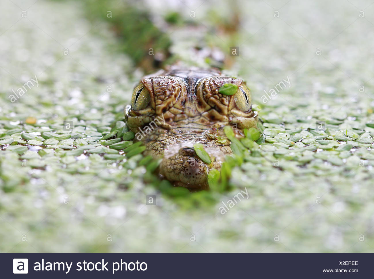 Baby Animals In The Wild High Resolution Stock Photography and Images ...