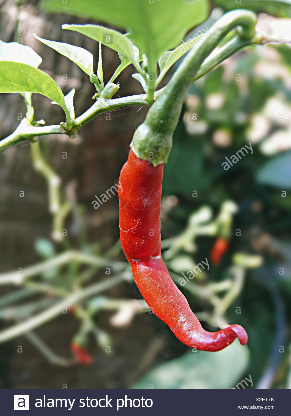 Phallic Fruit Stock Photos & Phallic Fruit Stock Images - Alamy