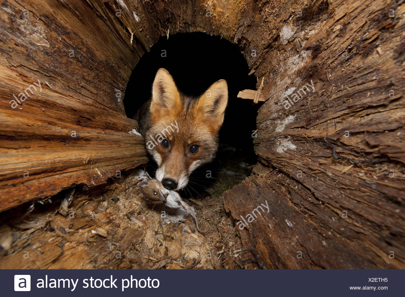 Hollow Tree Trunk High Resolution Stock Photography and Images - Alamy