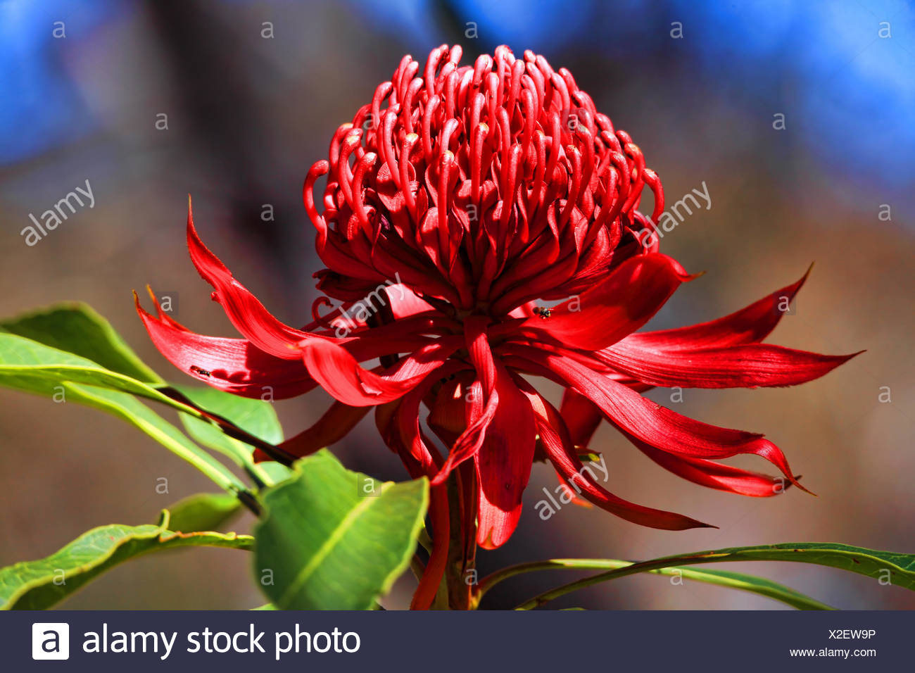 Waratah With Leaves Stock Photos & Waratah With Leaves Stock Images - Alamy