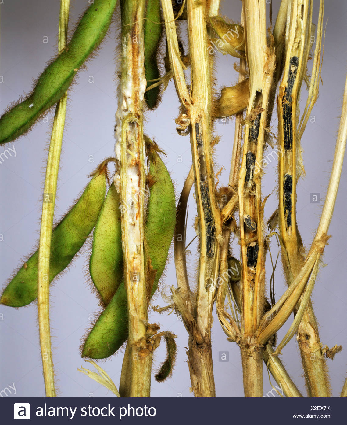 Sclerotinia Sclerotiorum High Resolution Stock Photography and Images ...