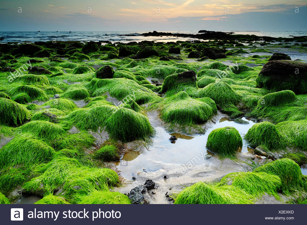 Moss Covered Rocks In Sea High Resolution Stock Photography and Images ...