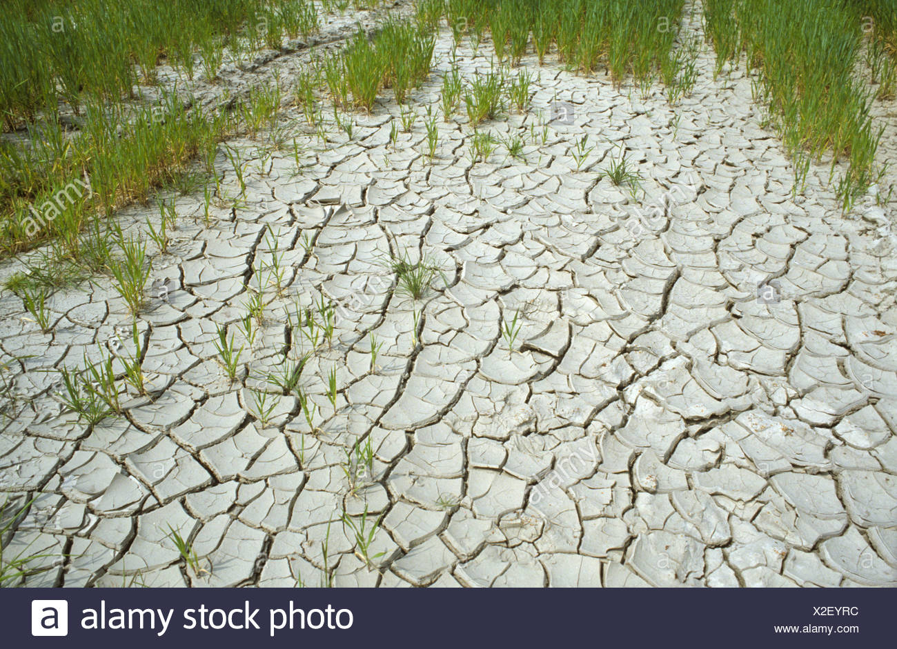 Cracked Dried Up Soil High Resolution Stock Photography and Images - Alamy