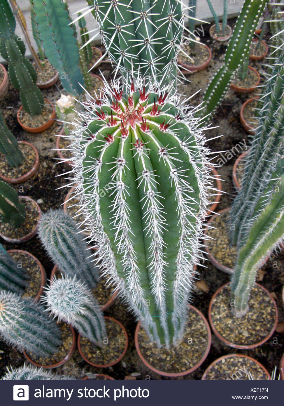 Mexican Giant Cactus High Resolution Stock Photography and Images - Alamy