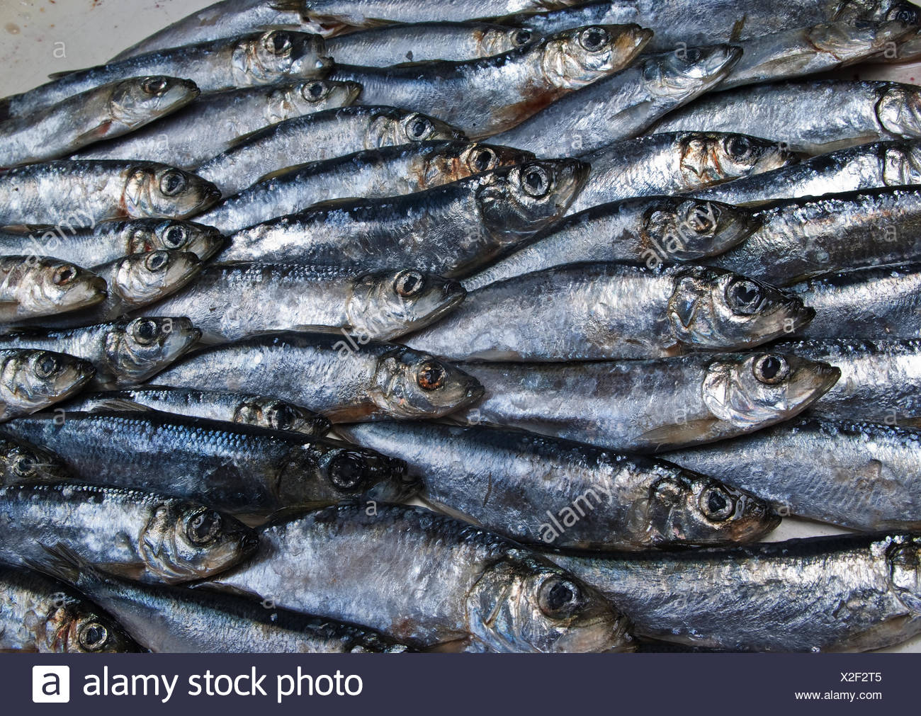 Baltic Sea Herring High Resolution Stock Photography and Images - Alamy