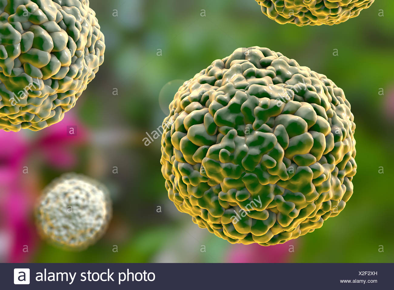 Enterovirus High Resolution Stock Photography and Images - Alamy