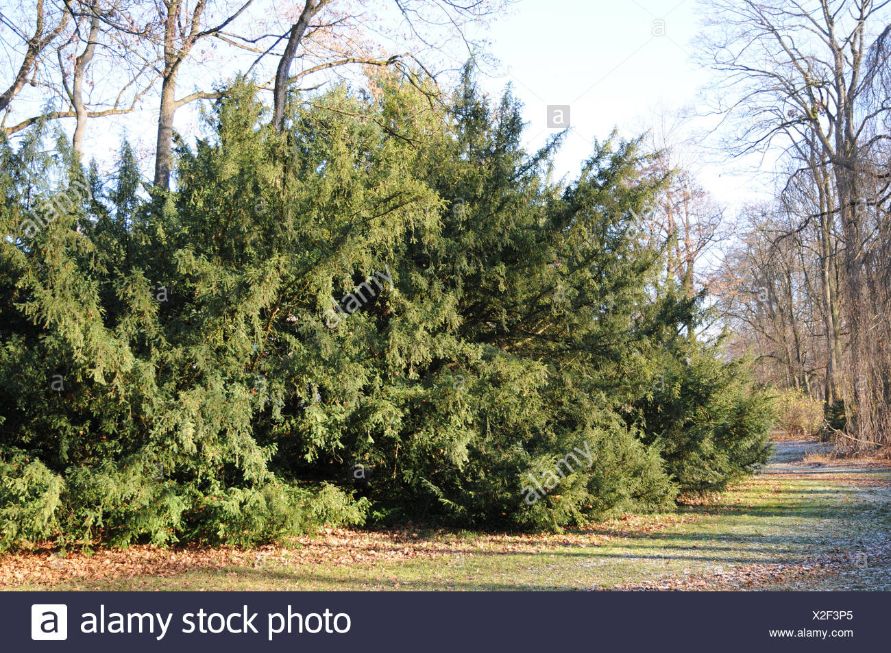 Yews Stock Photos & Yews Stock Images - Alamy