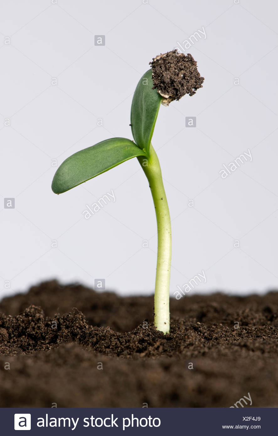 Seed Sunflower High Resolution Stock Photography and Images - Alamy