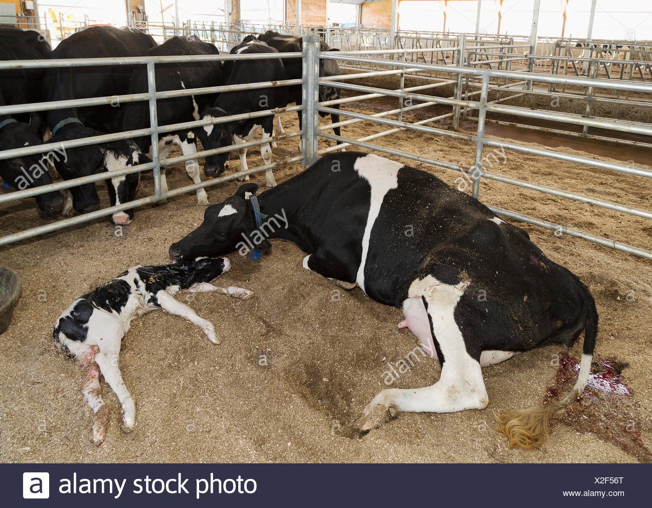 Calf Laying High Resolution Stock Photography and Images - Alamy