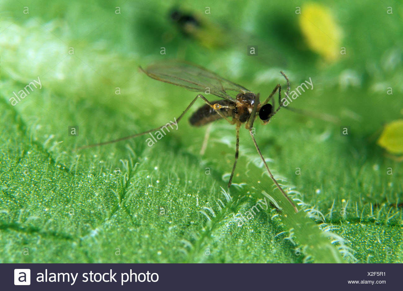 Aphid Predatory Midge Aphidoletes Aphidimyza High Resolution Stock ...