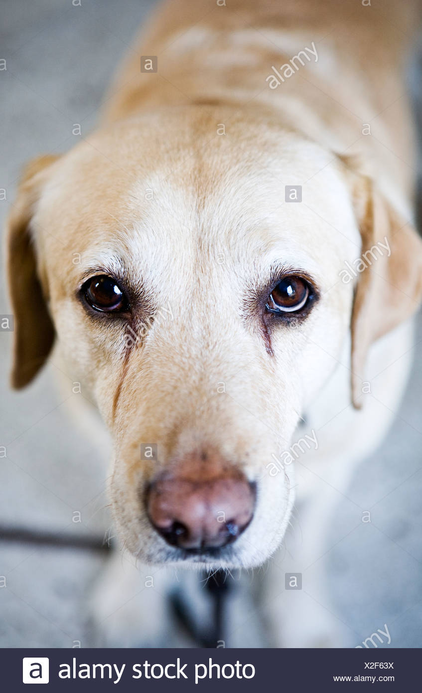 Concerned Dog High Resolution Stock Photography and Images - Alamy
