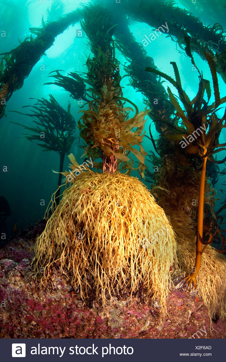 M Pyrifera High Resolution Stock Photography and Images - Alamy