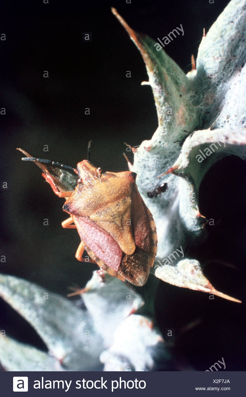 Rhaphigaster Nebulosa Stock Photos & Rhaphigaster Nebulosa Stock Images ...