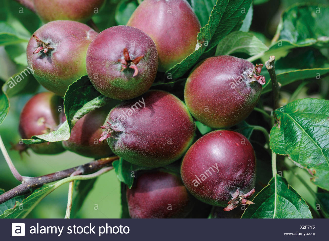 Charles Ross High Resolution Stock Photography and Images - Alamy