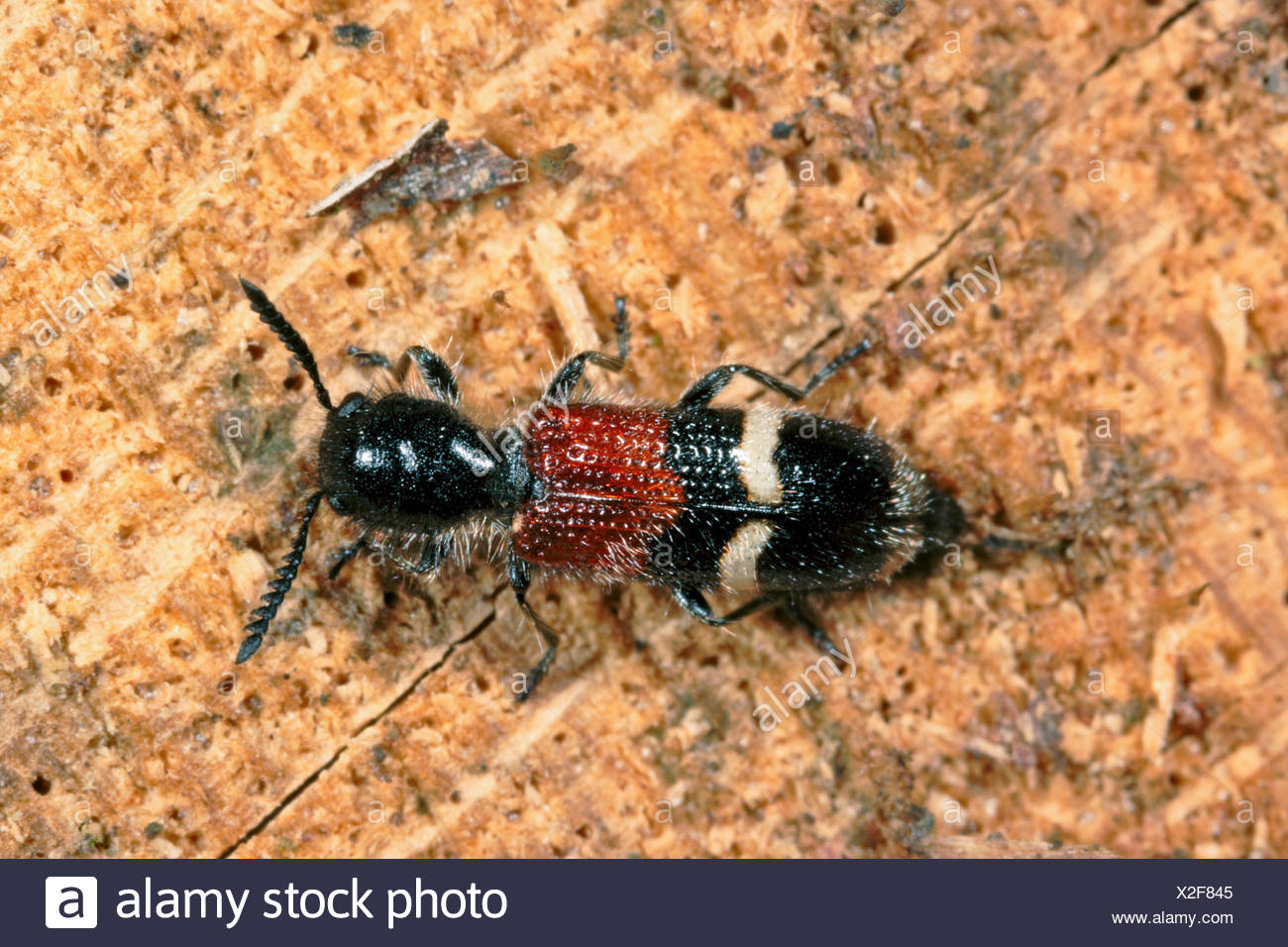 Cleridae Checkered Beetle Beetles High Resolution Stock Photography and ...