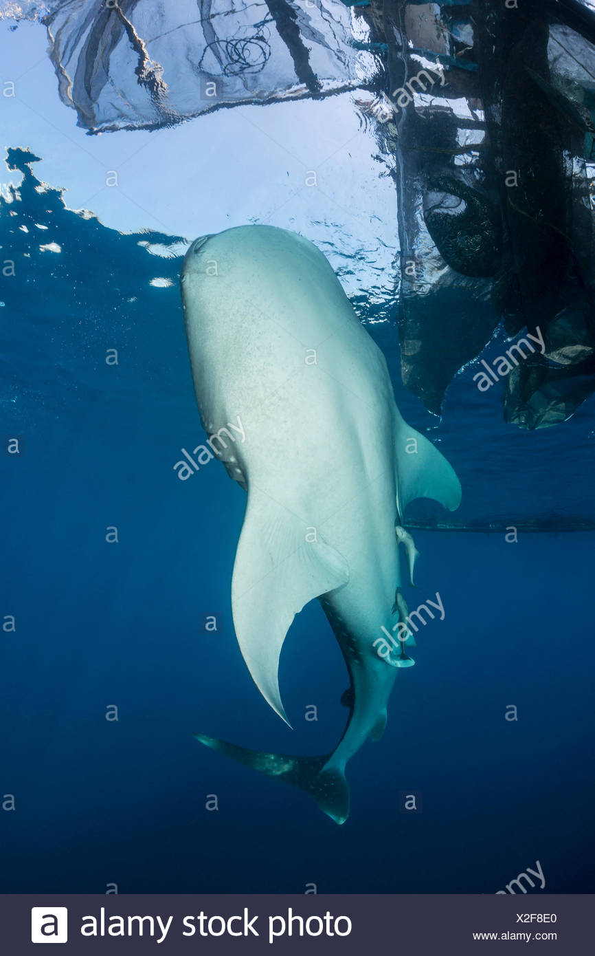 Whale Shark Cenderawasih Bay High Resolution Stock Photography and ...