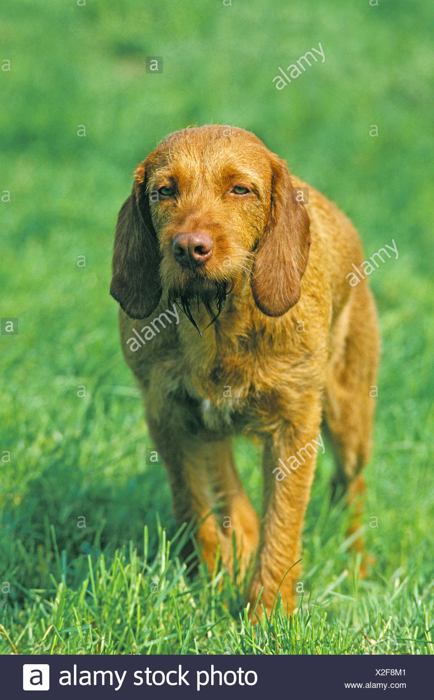 Griffon Fauve De Bretagne Stock Photos & Griffon Fauve De Bretagne ...