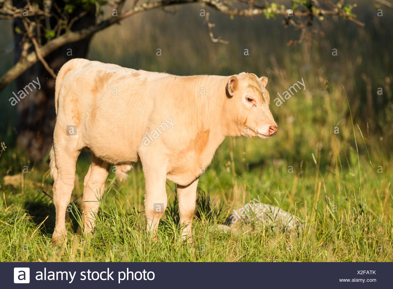 Red Angus Charolais Cross Cow High Resolution Stock Photography and ...