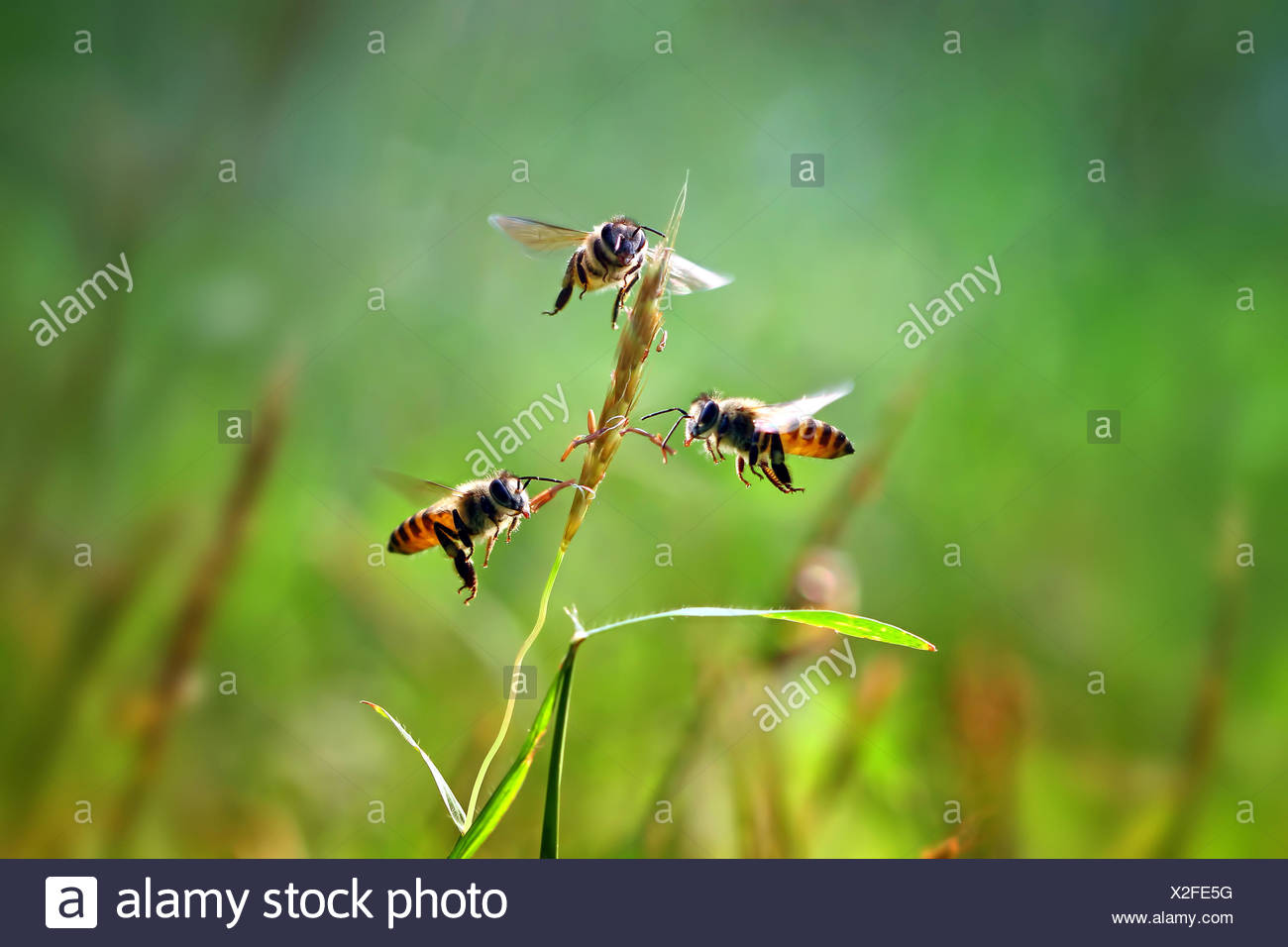 No Bees High Resolution Stock Photography and Images - Alamy