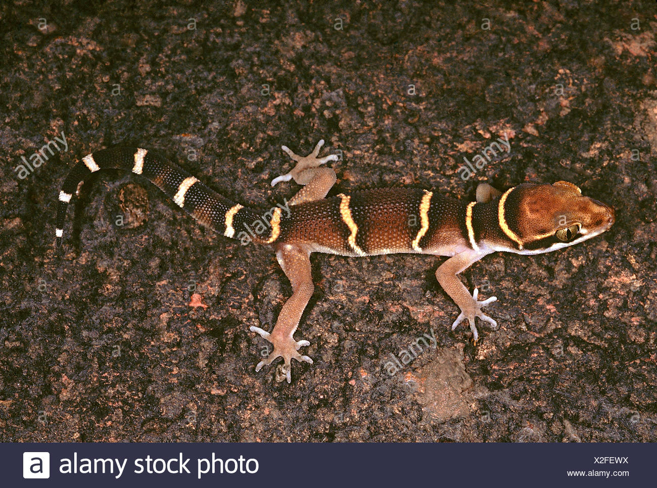 Species Climb High Resolution Stock Photography and Images - Alamy