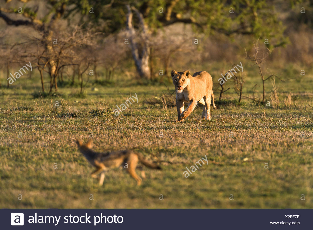 Lion Chasing Prey High Resolution Stock Photography and Images - Alamy