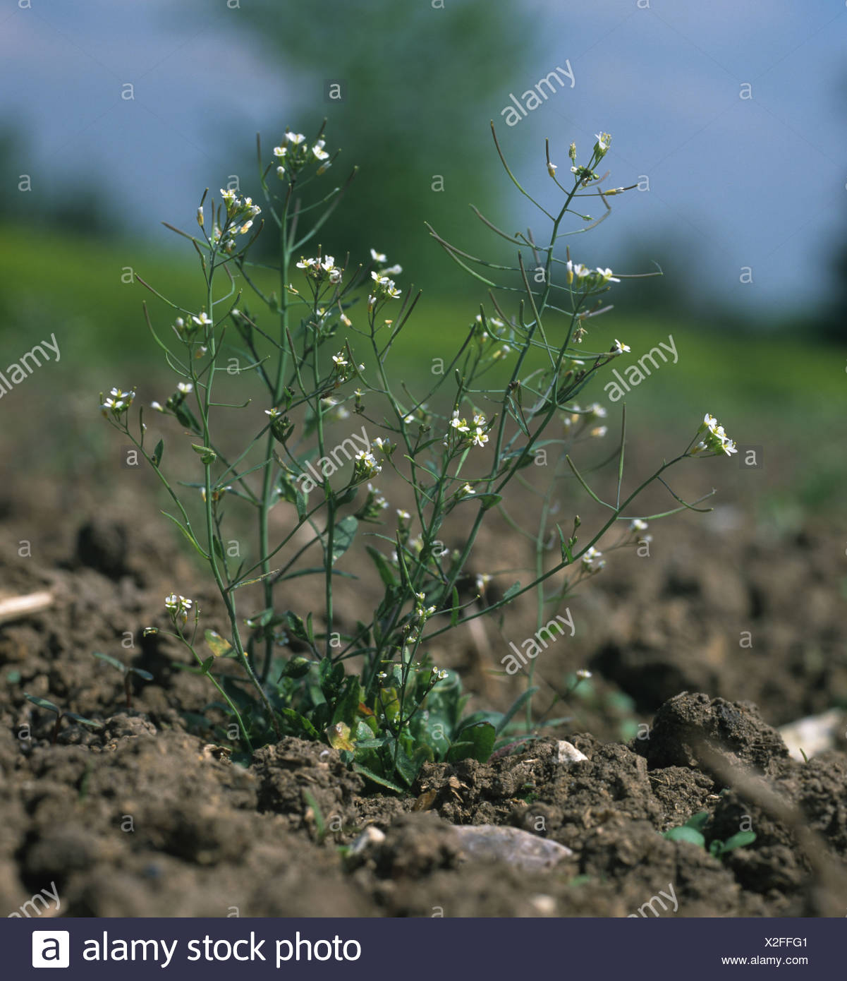 Arabidopsis Thaliana High Resolution Stock Photography and Images - Alamy