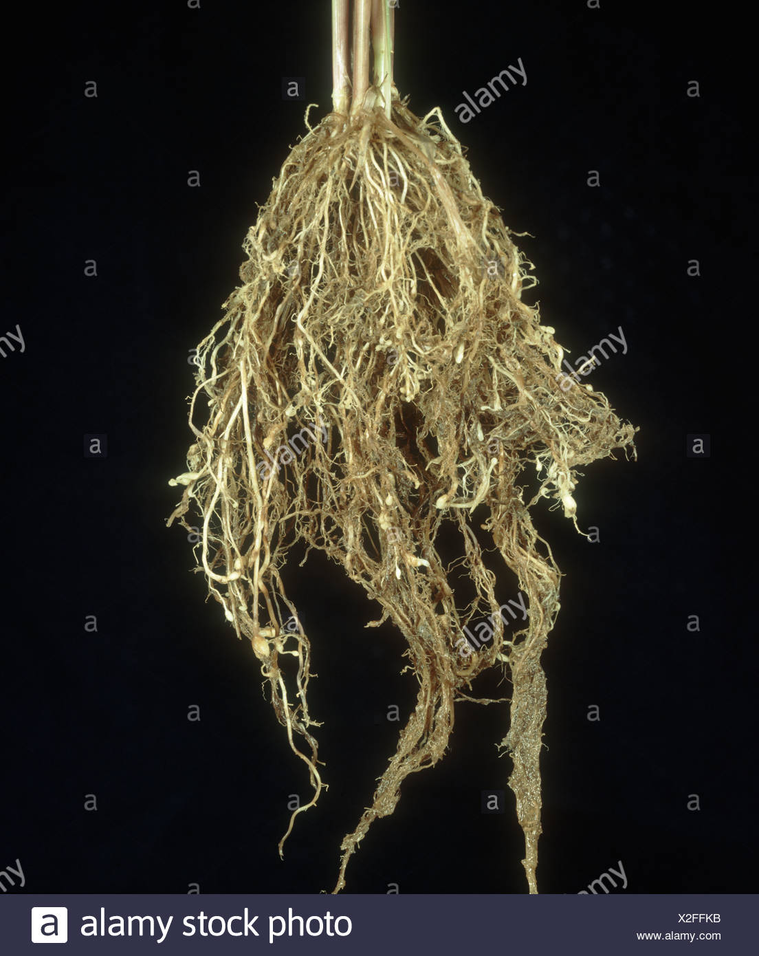 Root Knot Nematode High Resolution Stock Photography and Images - Alamy
