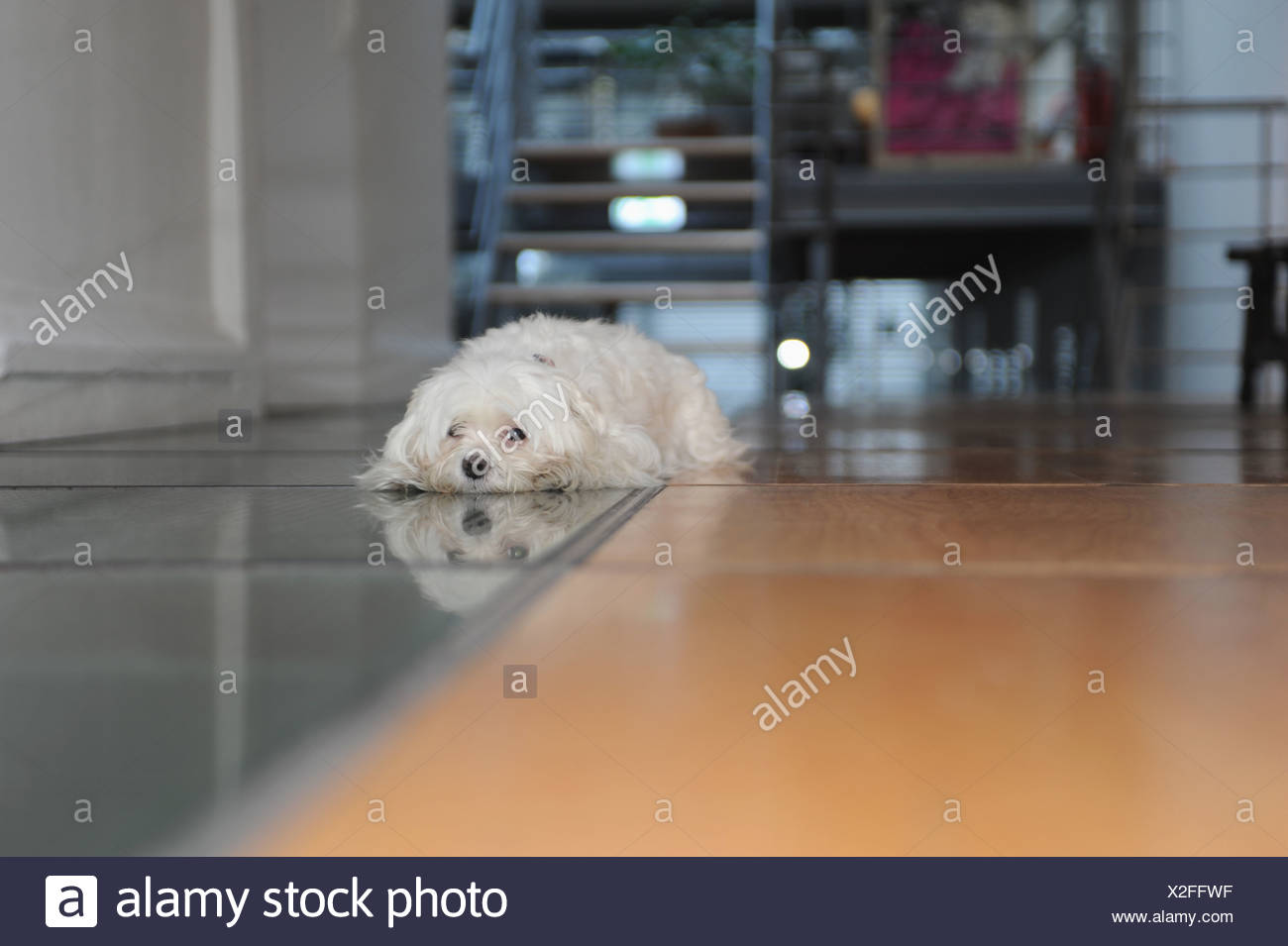 Dog Laying Down Stock Photos & Dog Laying Down Stock Images - Alamy