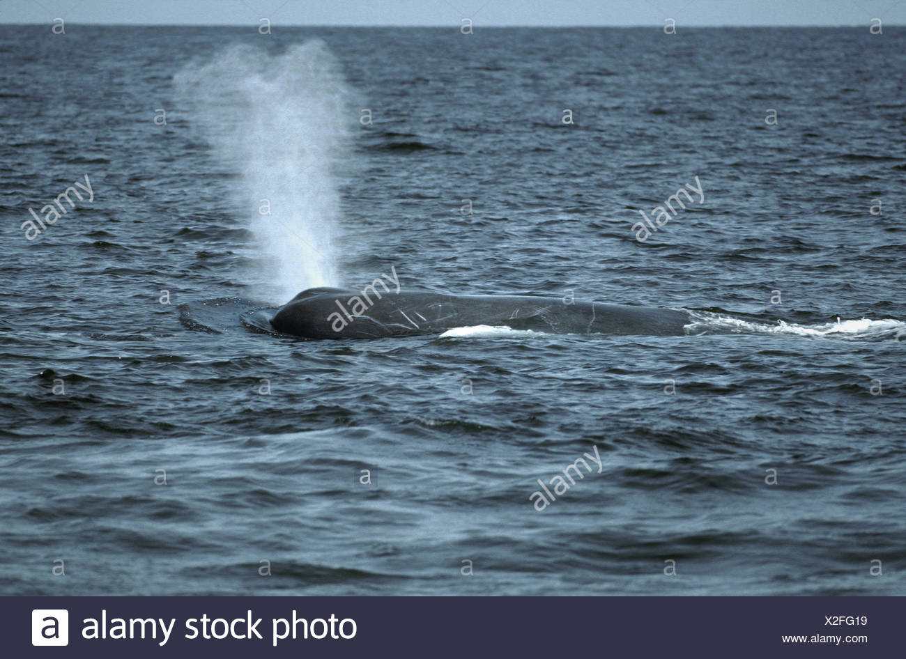 Sperm Whale Blowing High Resolution Stock Photography and Images - Alamy