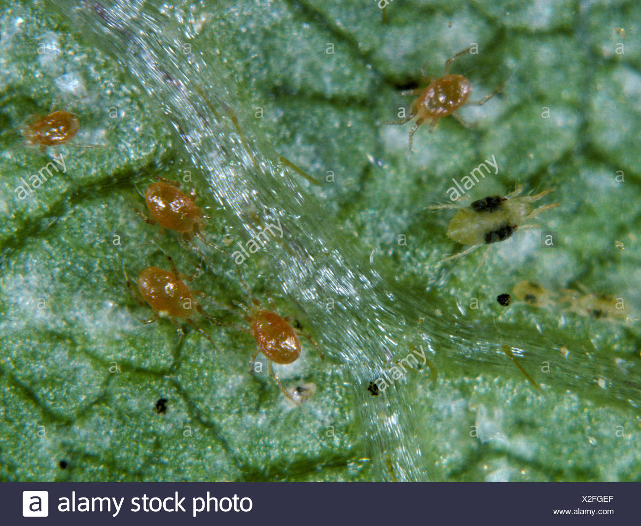Predatory Mites High Resolution Stock Photography and Images - Alamy