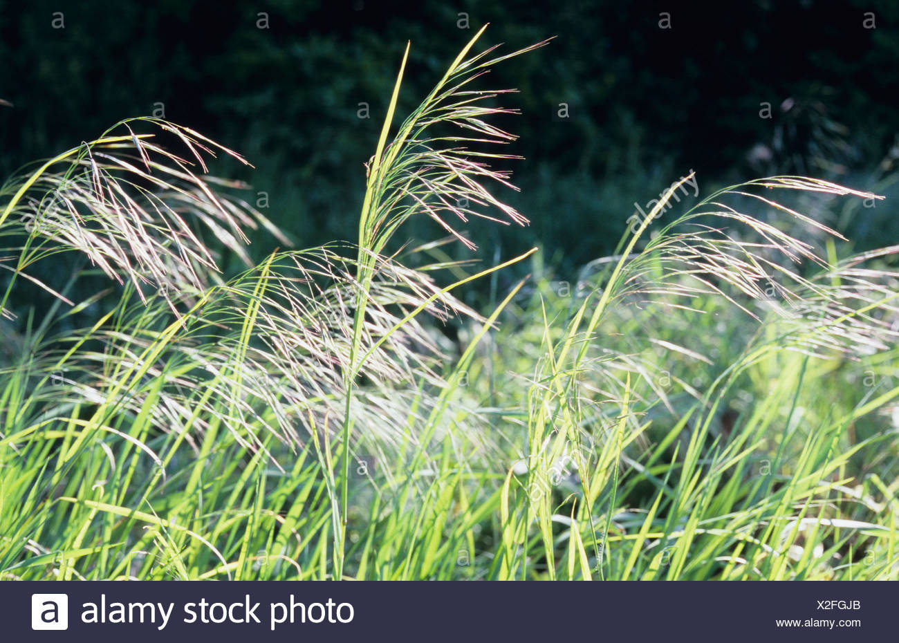 Bromus Stock Photos & Bromus Stock Images - Alamy