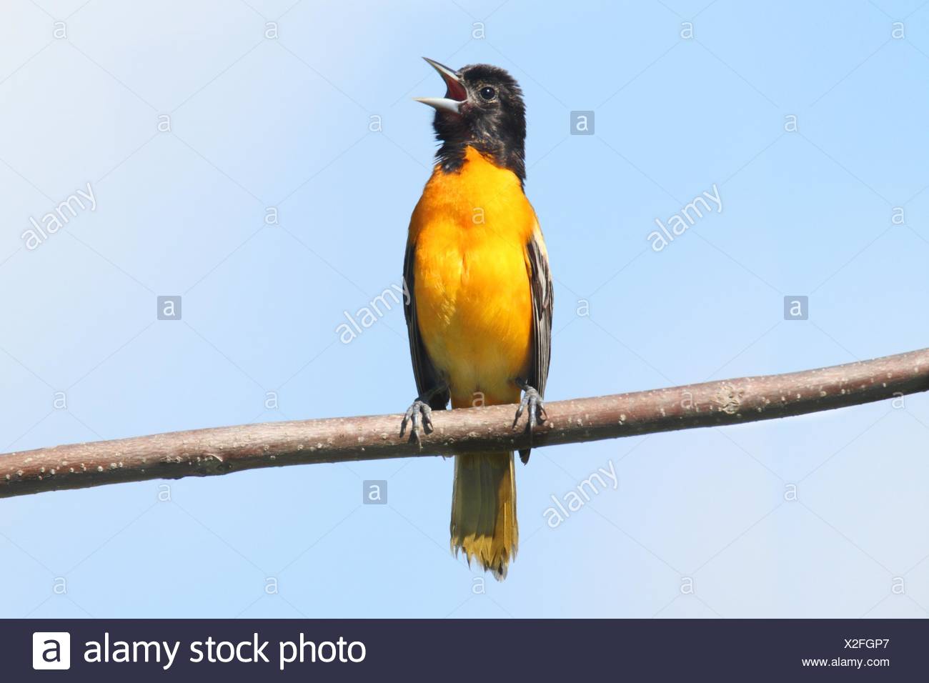 Northern Oriole Icterus Galbula Stock Photos & Northern Oriole Icterus ...