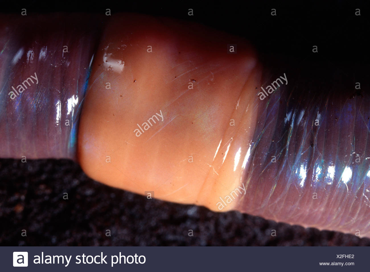Lob Worms High Resolution Stock Photography and Images - Alamy