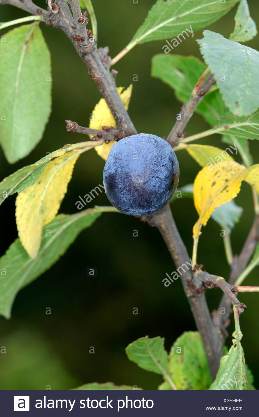 Bullace High Resolution Stock Photography and Images - Alamy