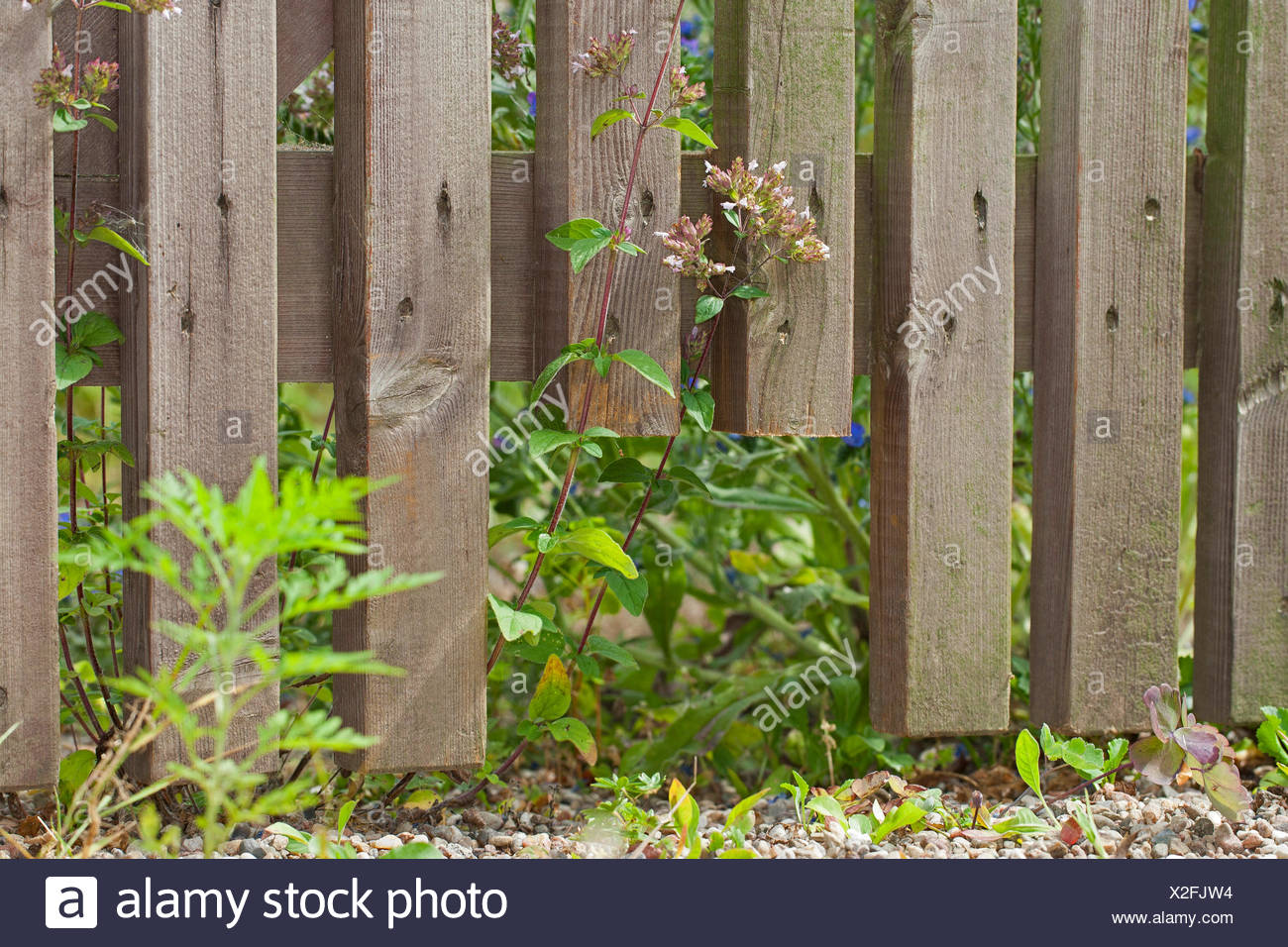 Hedgehog Hole In Fence High Resolution Stock Photography and Images - Alamy