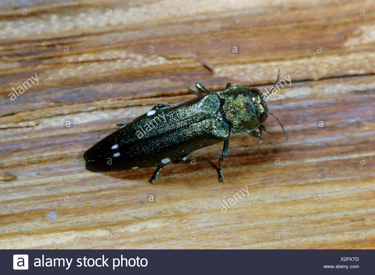 Oak Splendor Beetle High Resolution Stock Photography and Images - Alamy