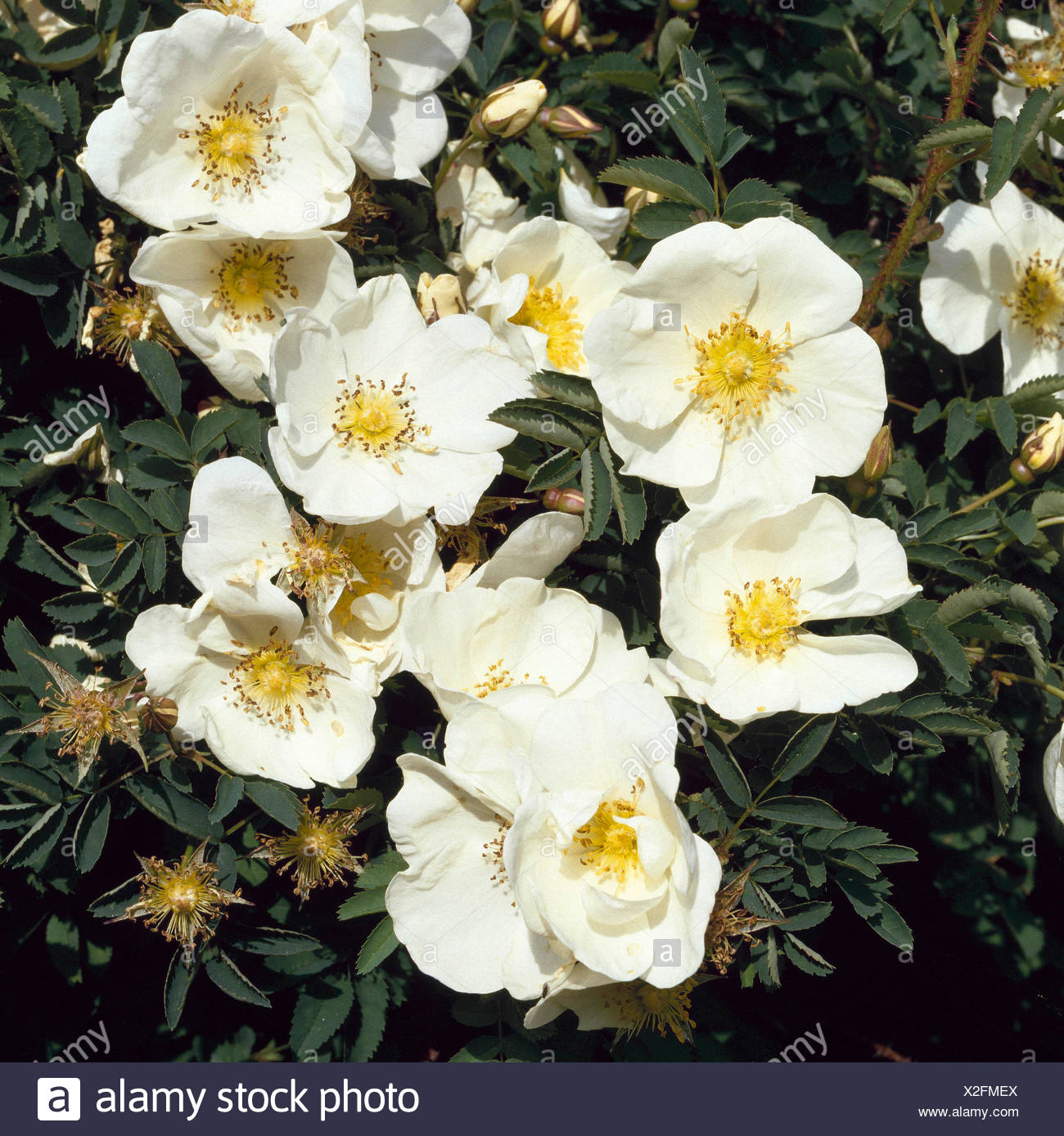 Rosa Spinosissima Stock Photos & Rosa Spinosissima Stock Images - Alamy