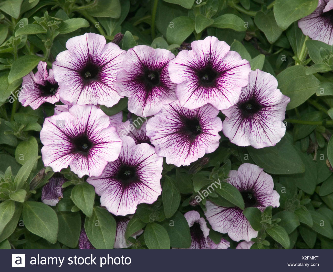 Supertunia Stock Photos & Supertunia Stock Images - Alamy