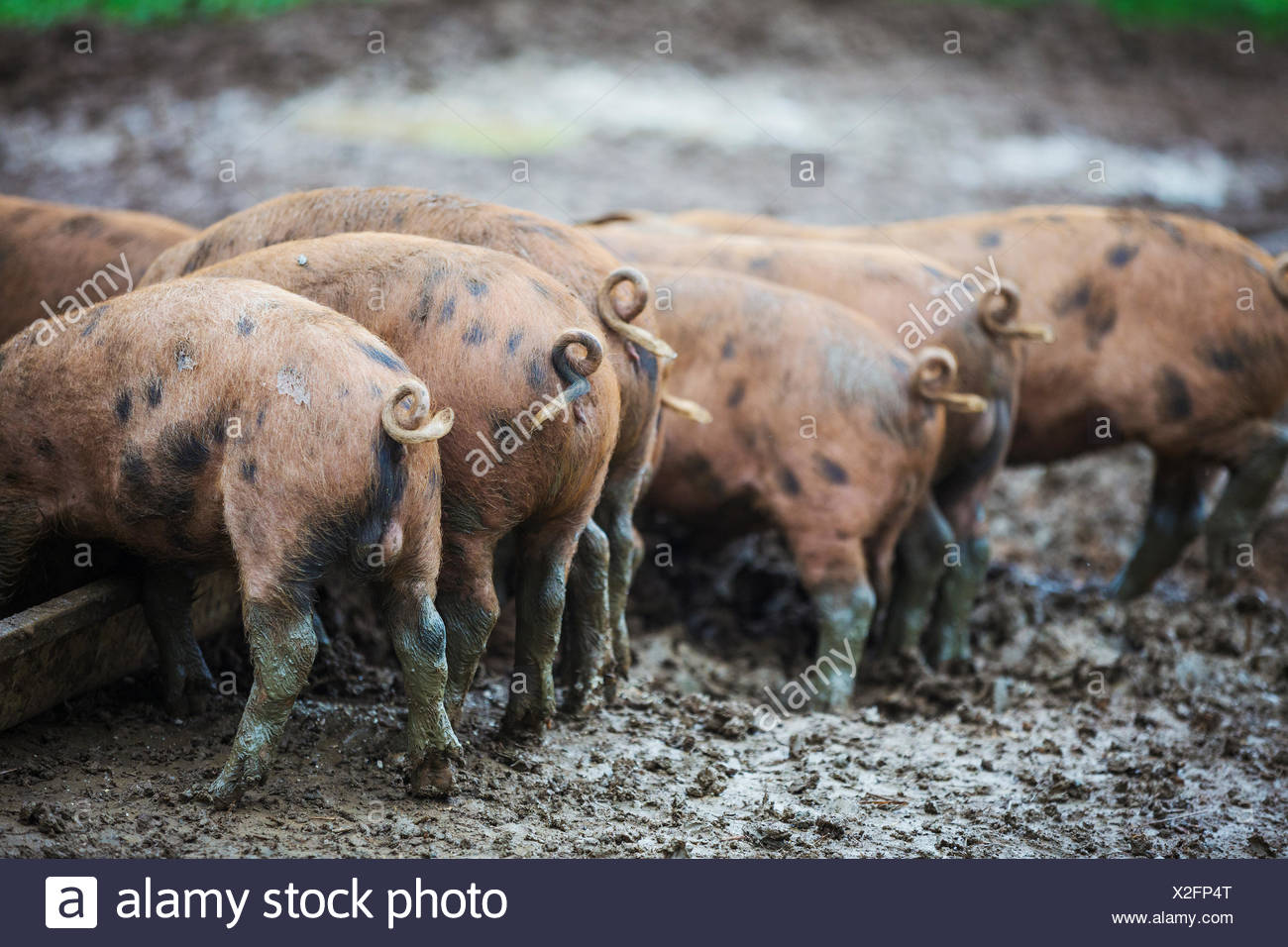 Pigs Field Stock Photos & Pigs Field Stock Images - Alamy