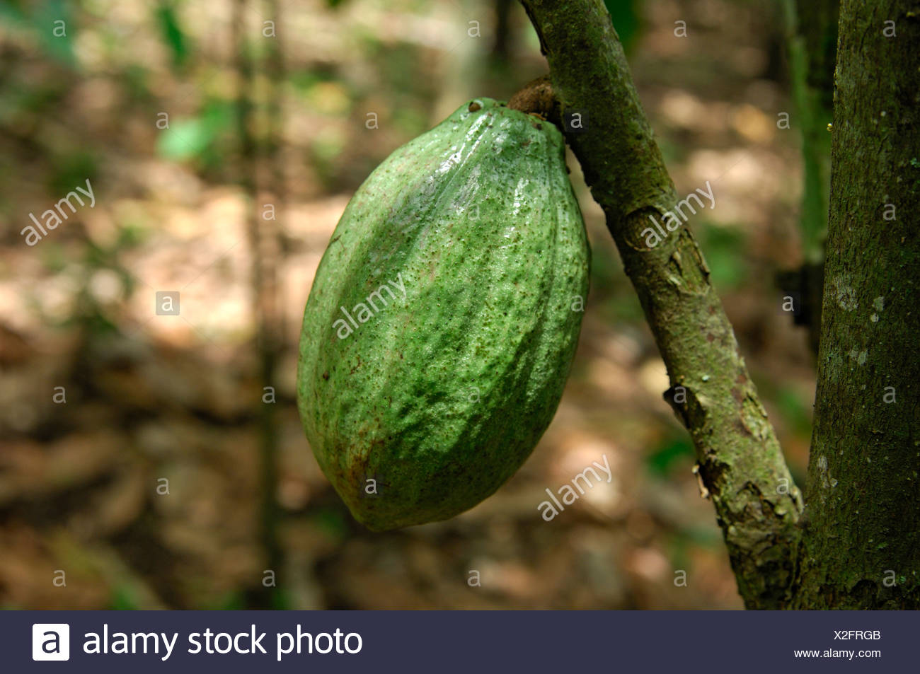 Cocoa Plant Stock Photos & Cocoa Plant Stock Images - Alamy