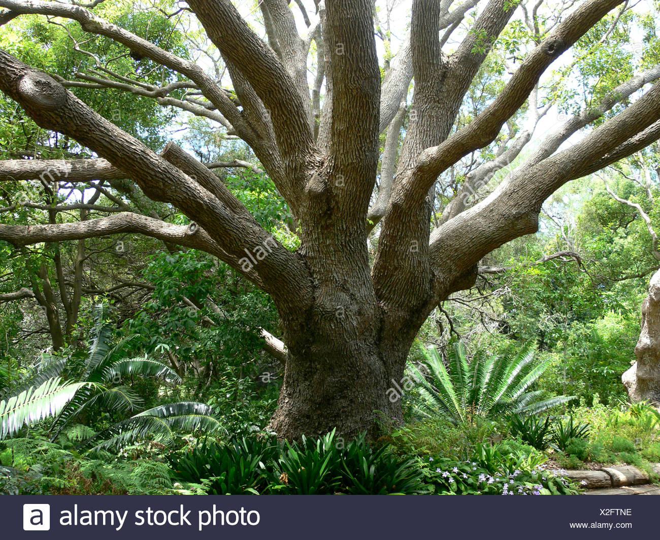 Camphor Laurel Stock Photos & Camphor Laurel Stock Images - Alamy